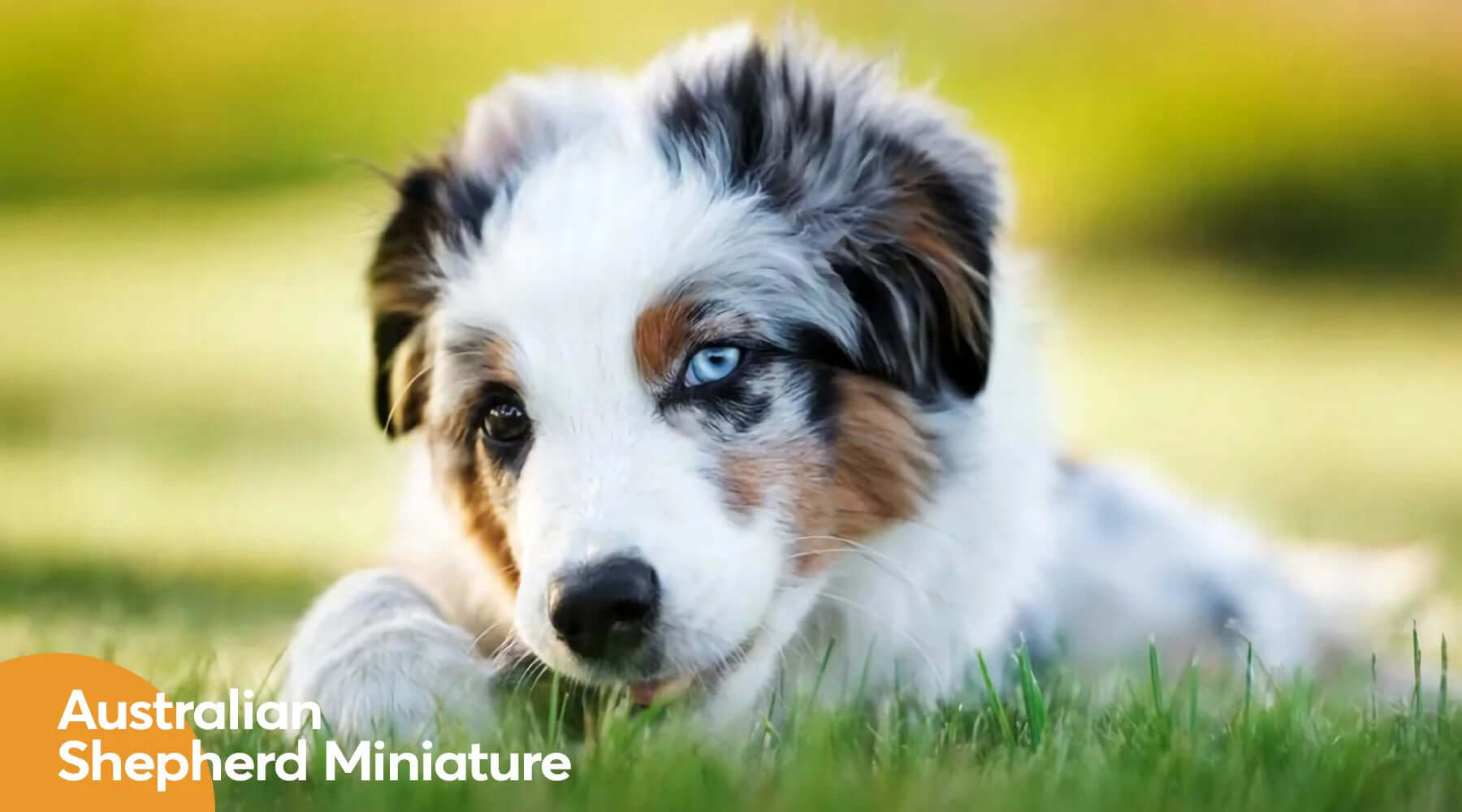 Australian Shepherd Miniature: Detailed Info About Them
