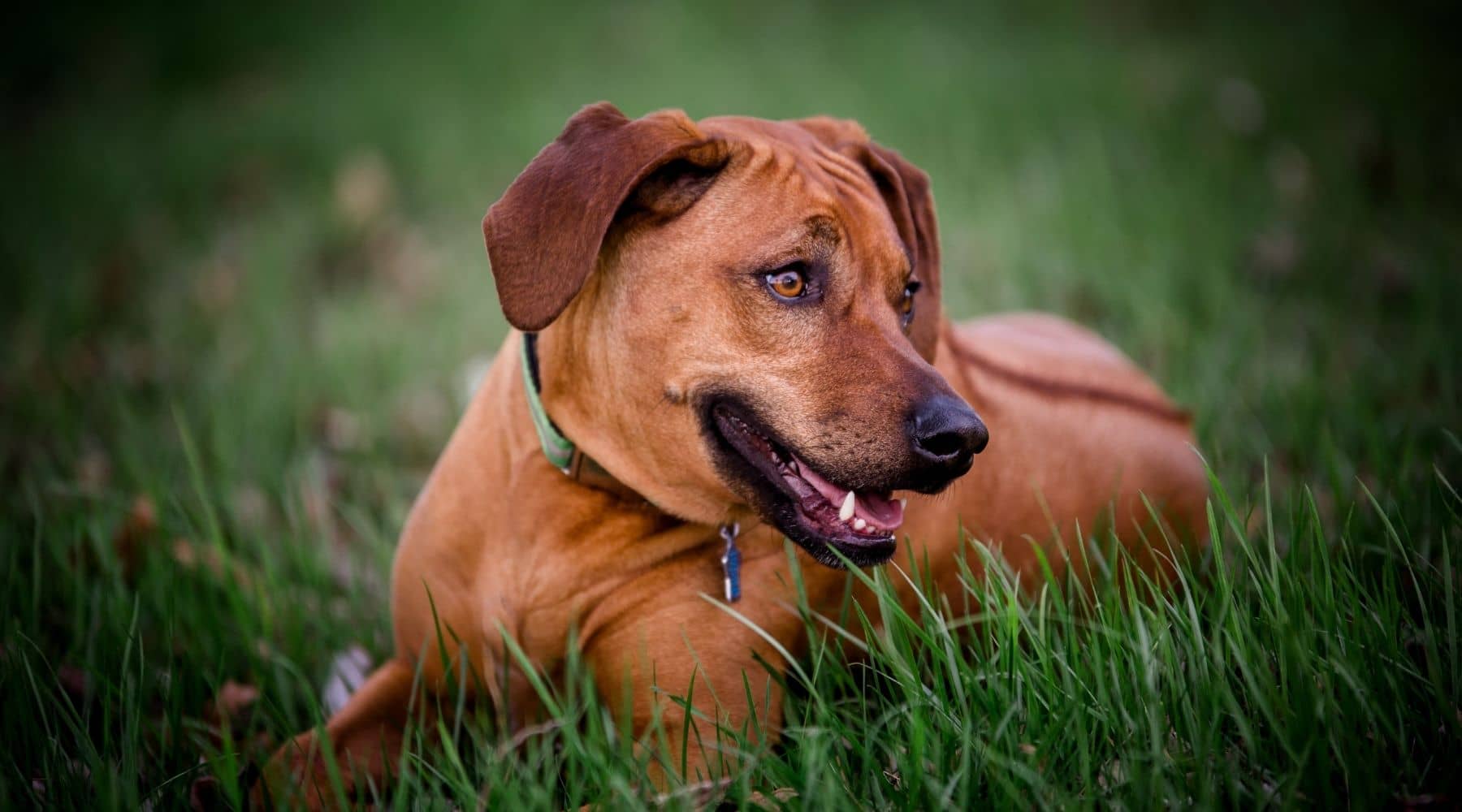 What Are the Most Important African Dog Breeds? (With Pictures)