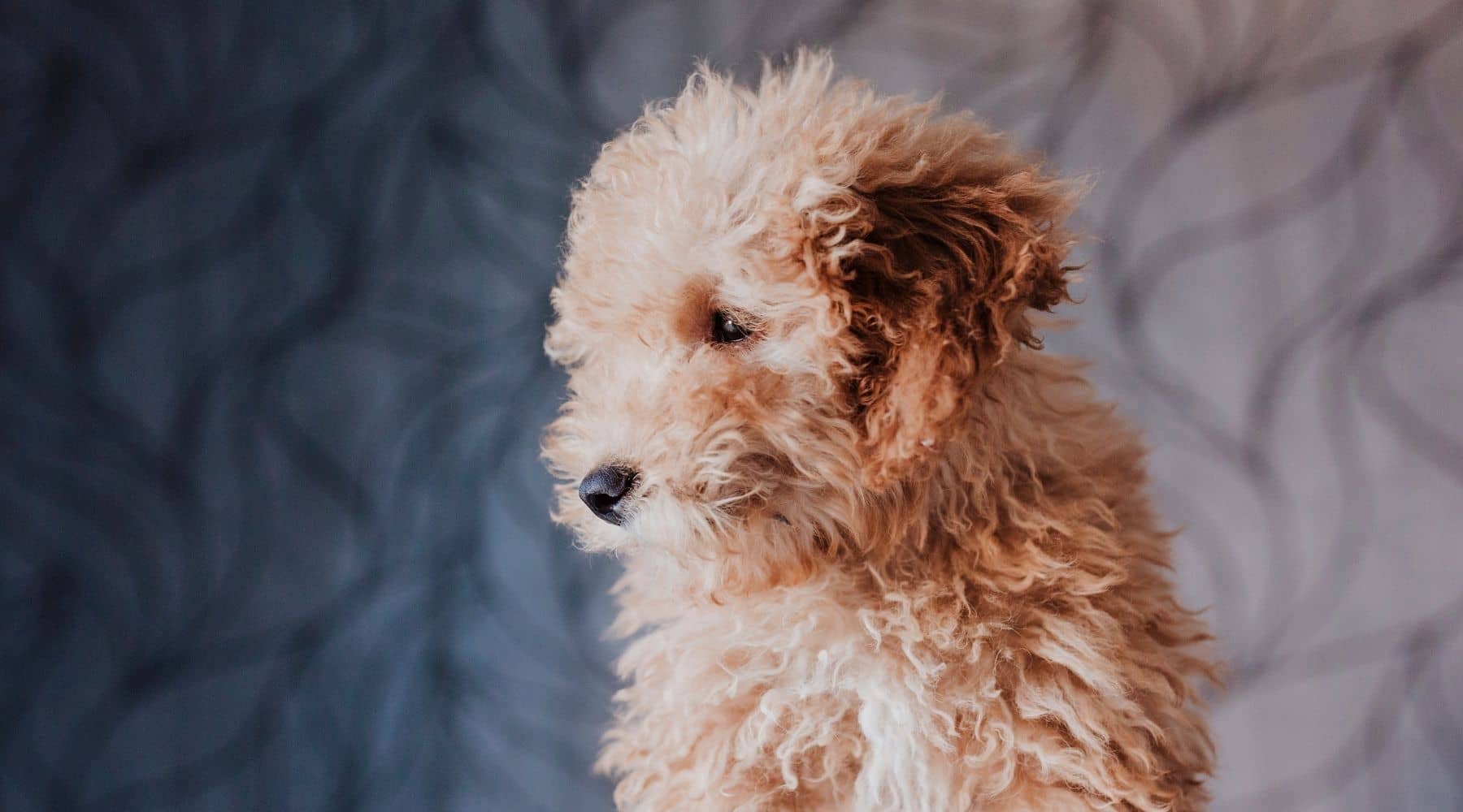Toy Poodle : Care, Personality And Character Traits