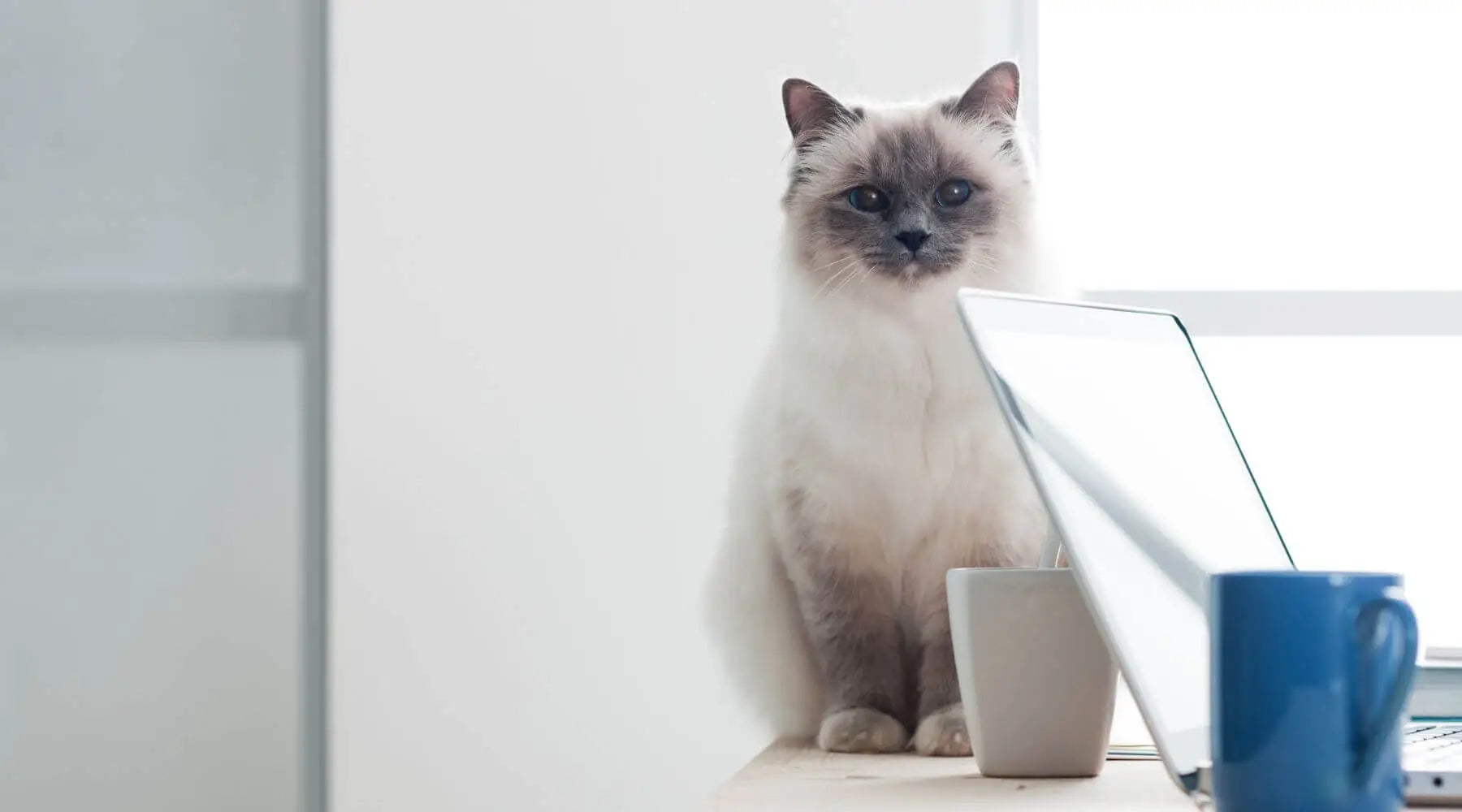 The Sacred Birman Cat Personality, Health and Care Tips