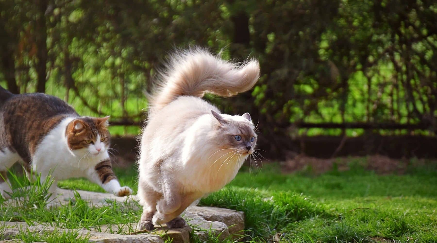 Cat Communication - The Meaning Of Your Cats Tail Movement