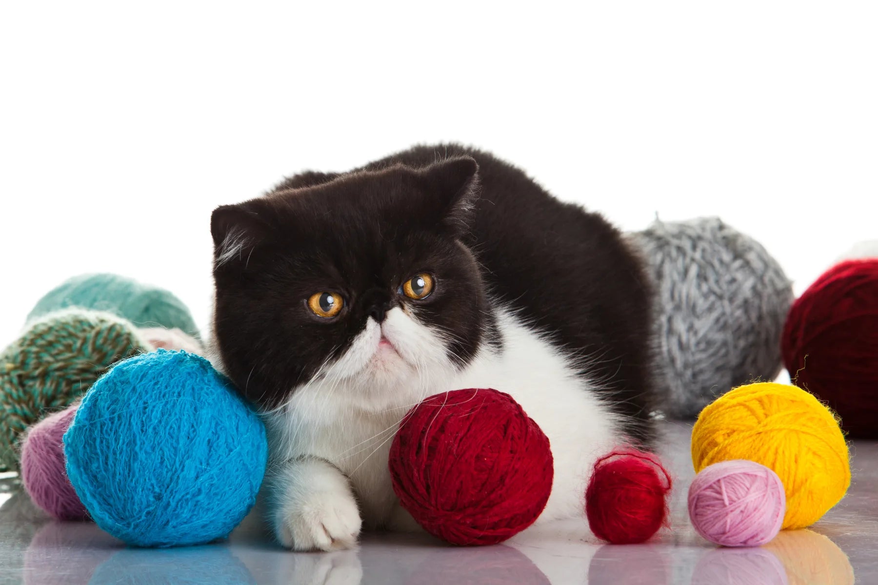 Can Cats Eat Mango? Recommended Fruits And Vegetables For Cats