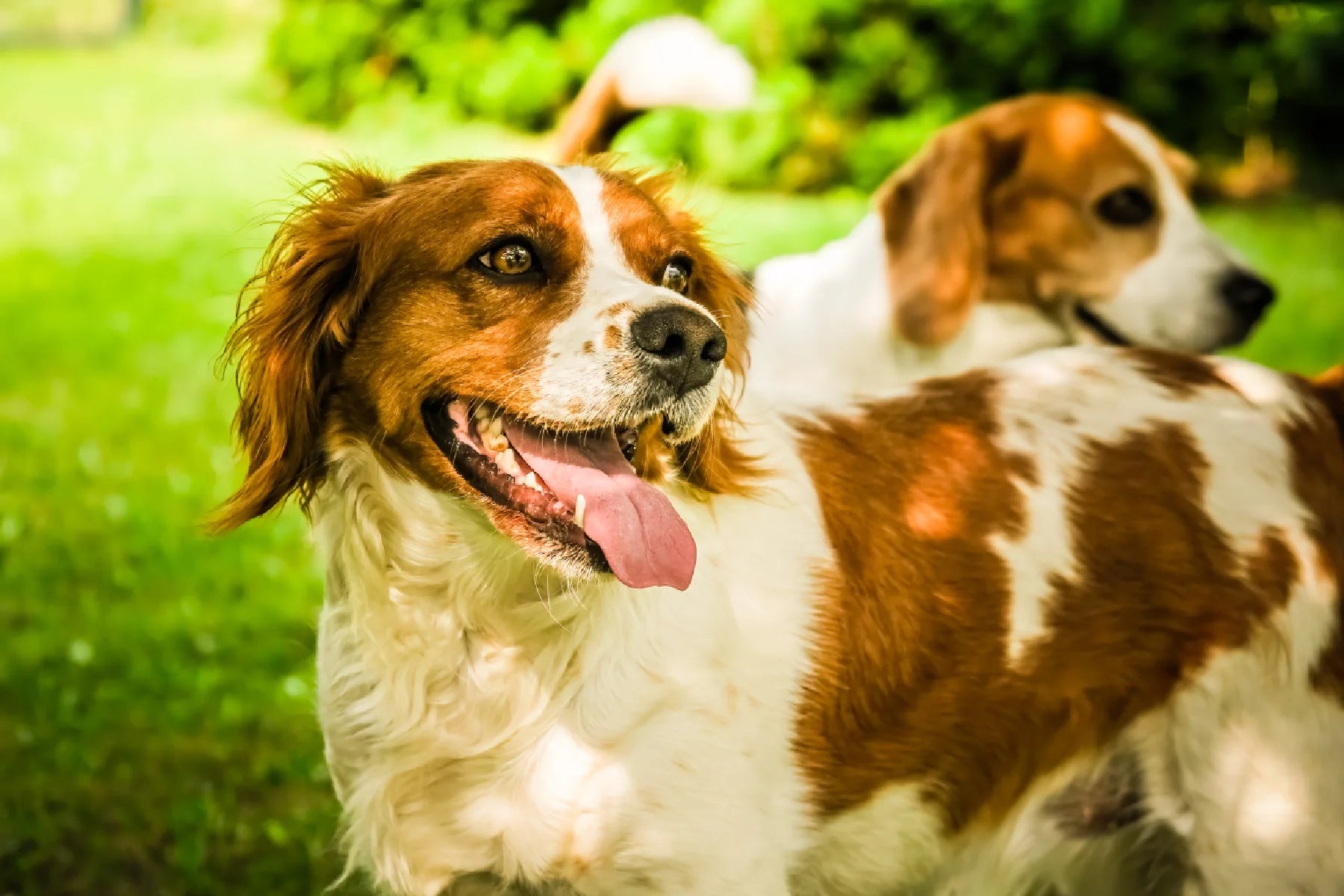 Can Dogs E at Kiwi?Could You Give Kiwi To Your Dog?