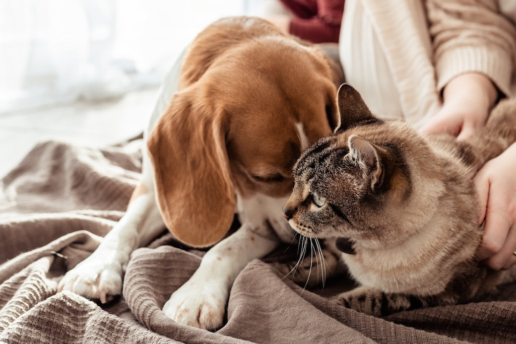 Best Dog Breeds for Cats: Cats and Dogs Living in Harmony