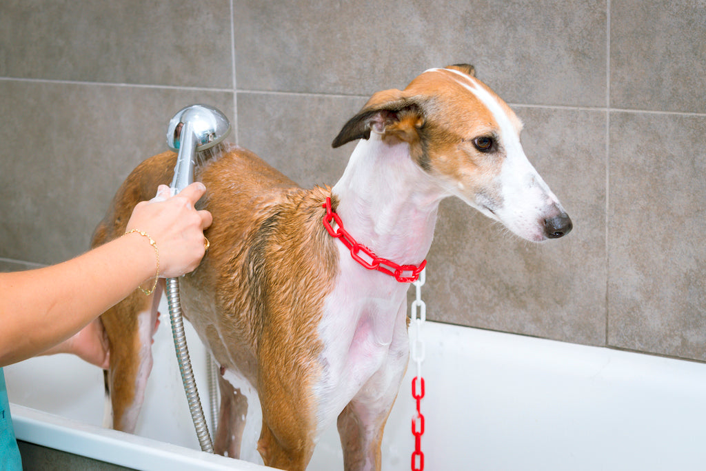 The Skinny 10 Dog Breeds You Need to Know