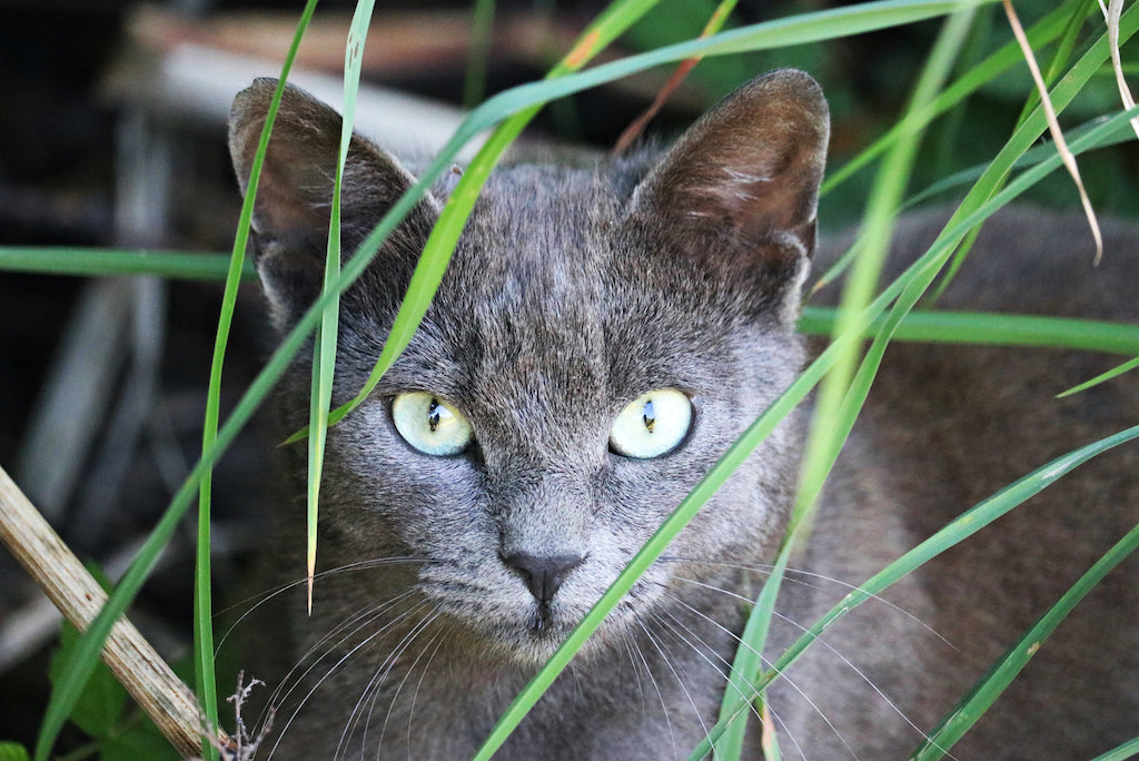 Exploring the Mystique of Blue Cat Breeds