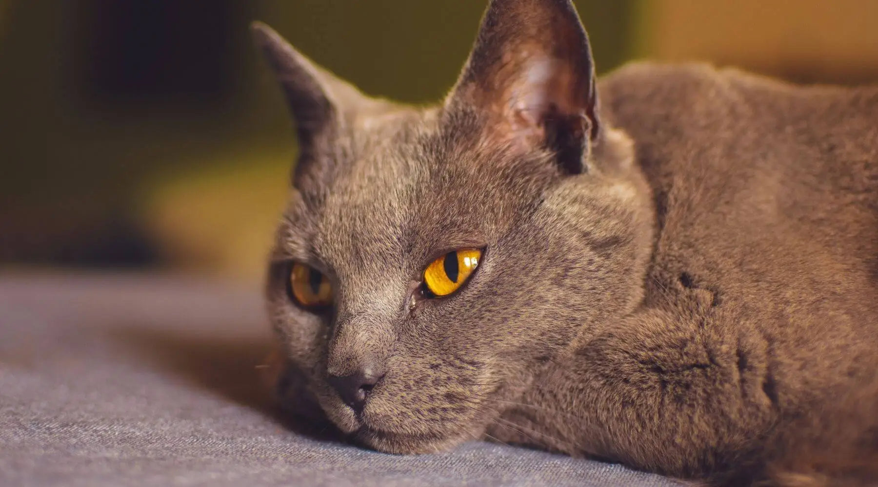 Understand the Specificities of The Different Cat Types