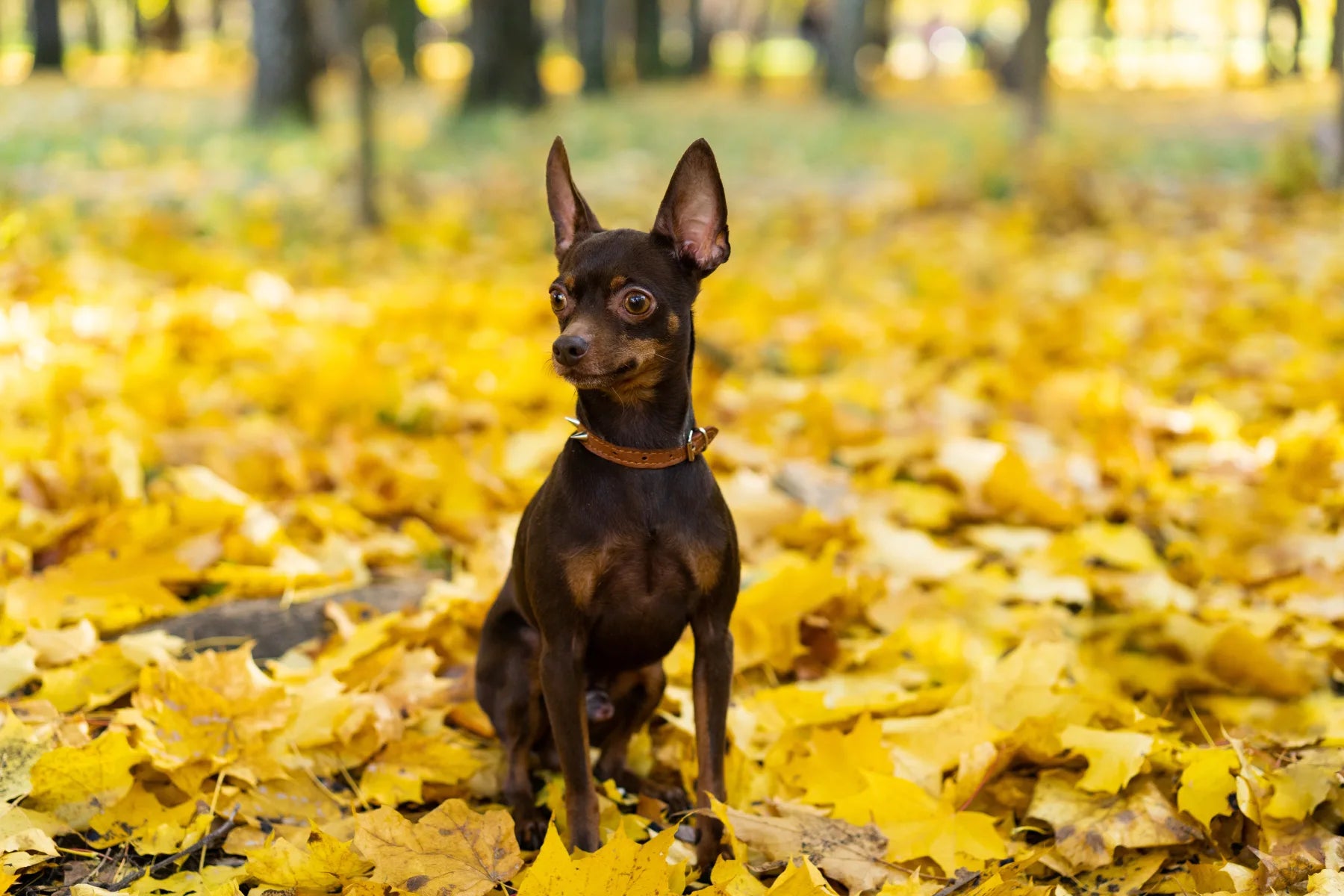 Do Dogs Get Tired Of Barking?How Can We Prevent It?