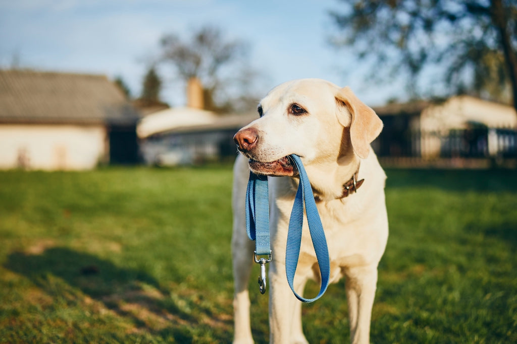 How to Leash Train Your Dog with Ease