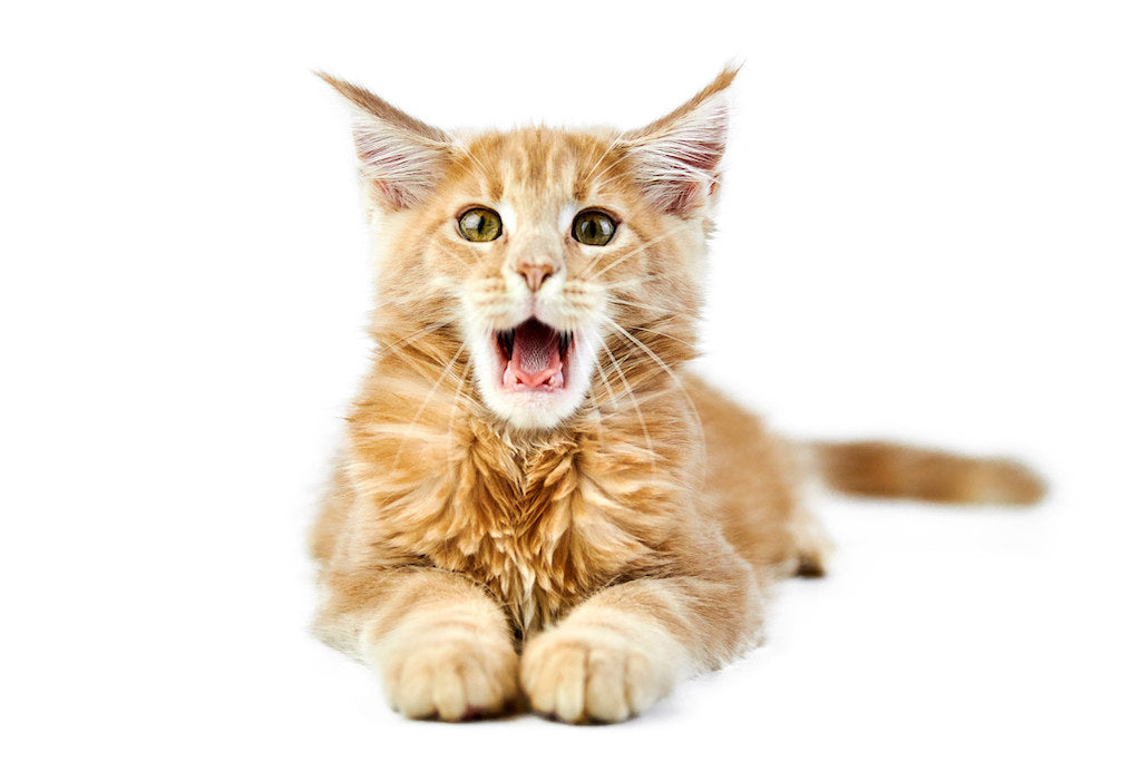 The Anatomy of Meows: Decoding Your Cat's Unique Language