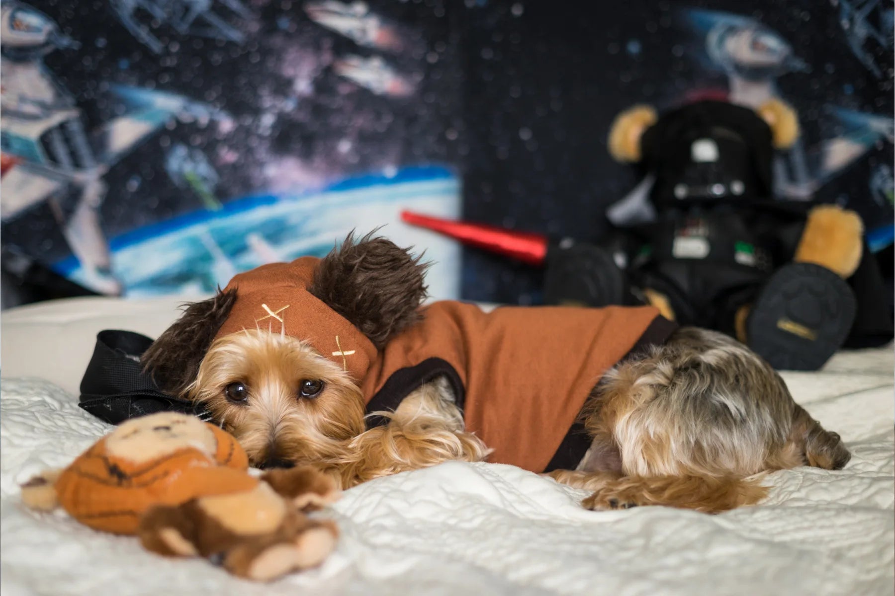 What Is A Merle Yorkie?Personality And Traits Of Yorkies