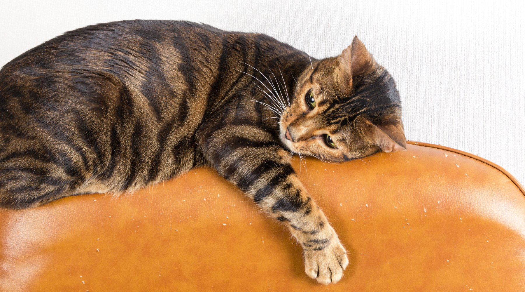 Cat Scratching Tips: Deal with the Cutest Scratching Monster!