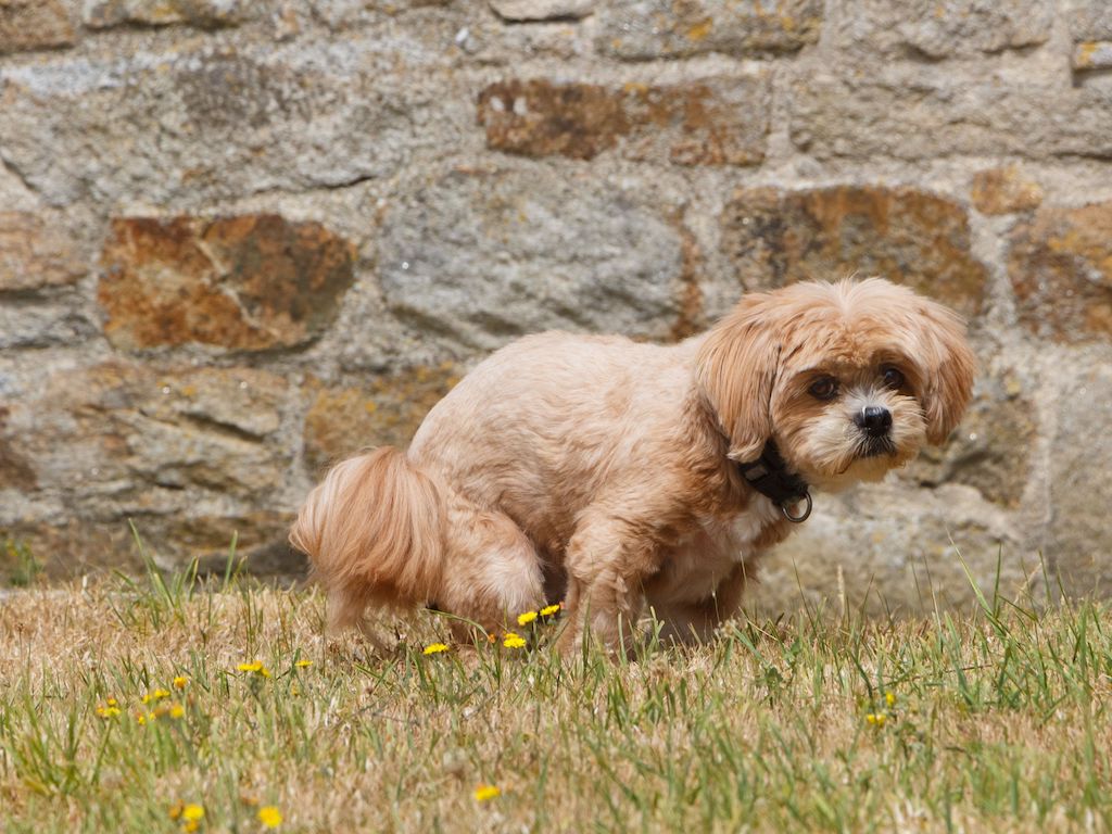 Why Do Dogs Eat Poop? Understanding Coprophagia