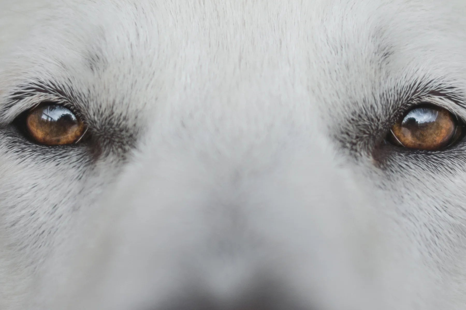 What Is A Side-Eye Dog Theory?Body Language And Side Eye Dog