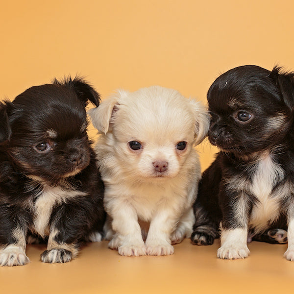 Pithuahua Mix Full Grown