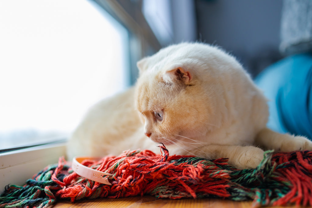 Understanding Cat Vision: What Colors Can Cats See?