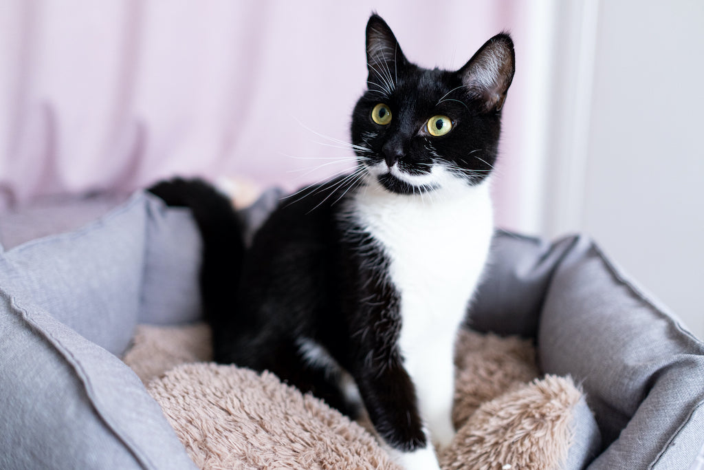 Understanding the Complexity of a Cat's Brain